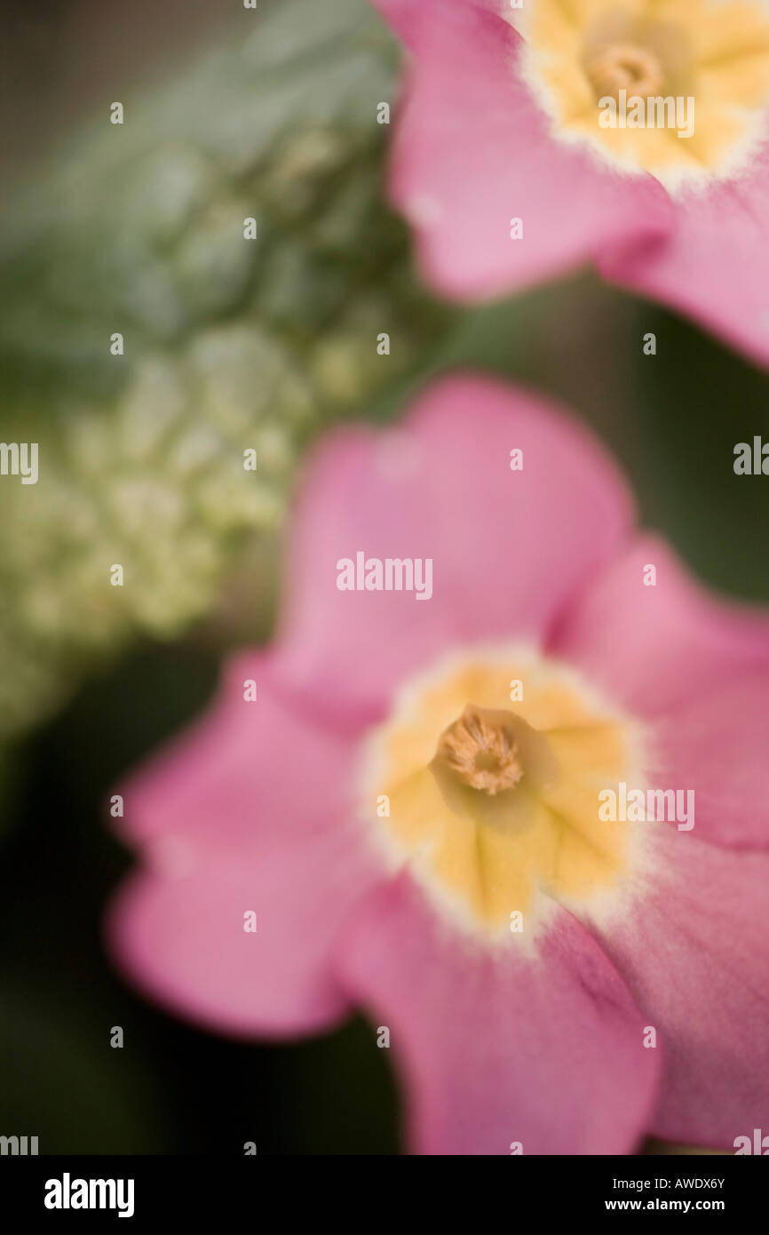 Primrose petals hi-res stock photography and images - Alamy