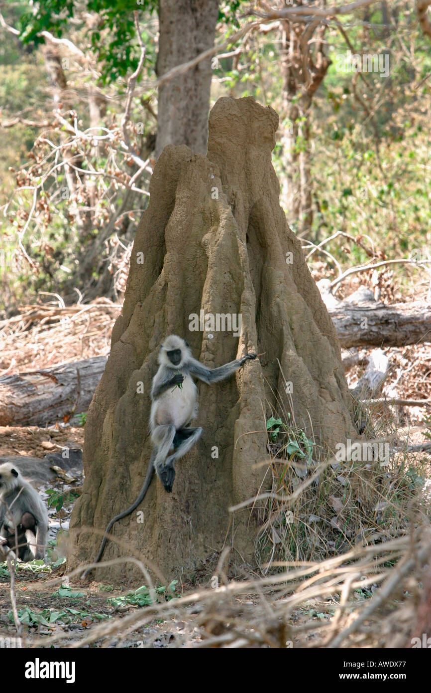 Common langur, Presbytis entellus, Kanha National Park, Madhya Pradesh ...