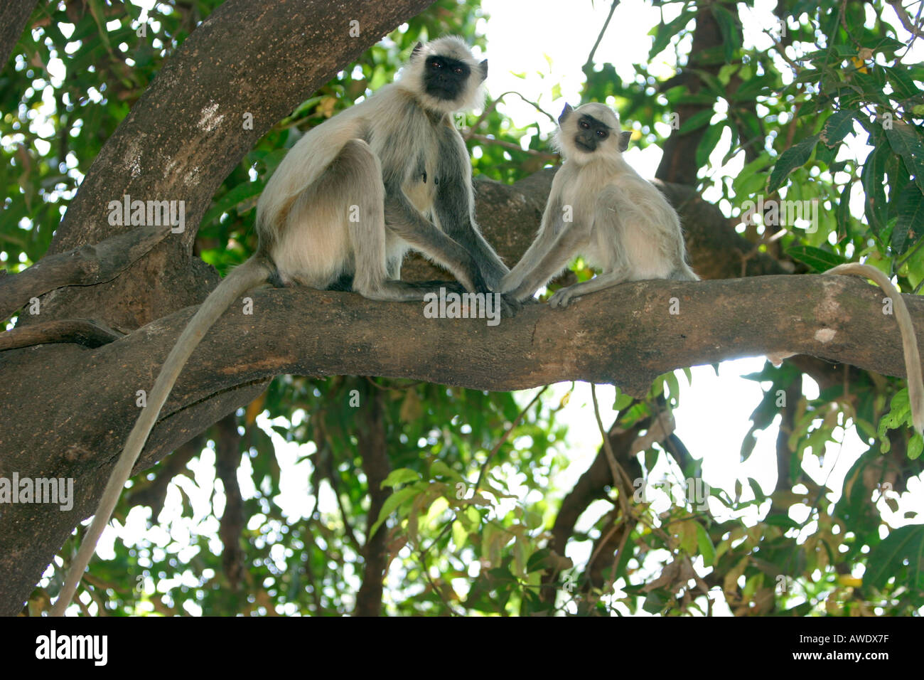 Common langur, Presbytis entellus, Kanha National Park, Madhya Pradesh ...