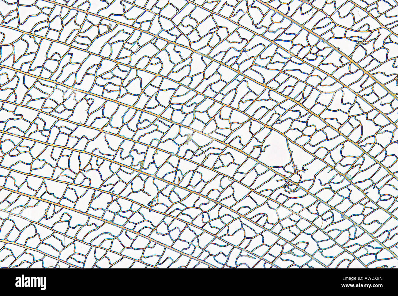 Leaf skeletonized by insects and decay Peruvian rainforest Stock Photo ...