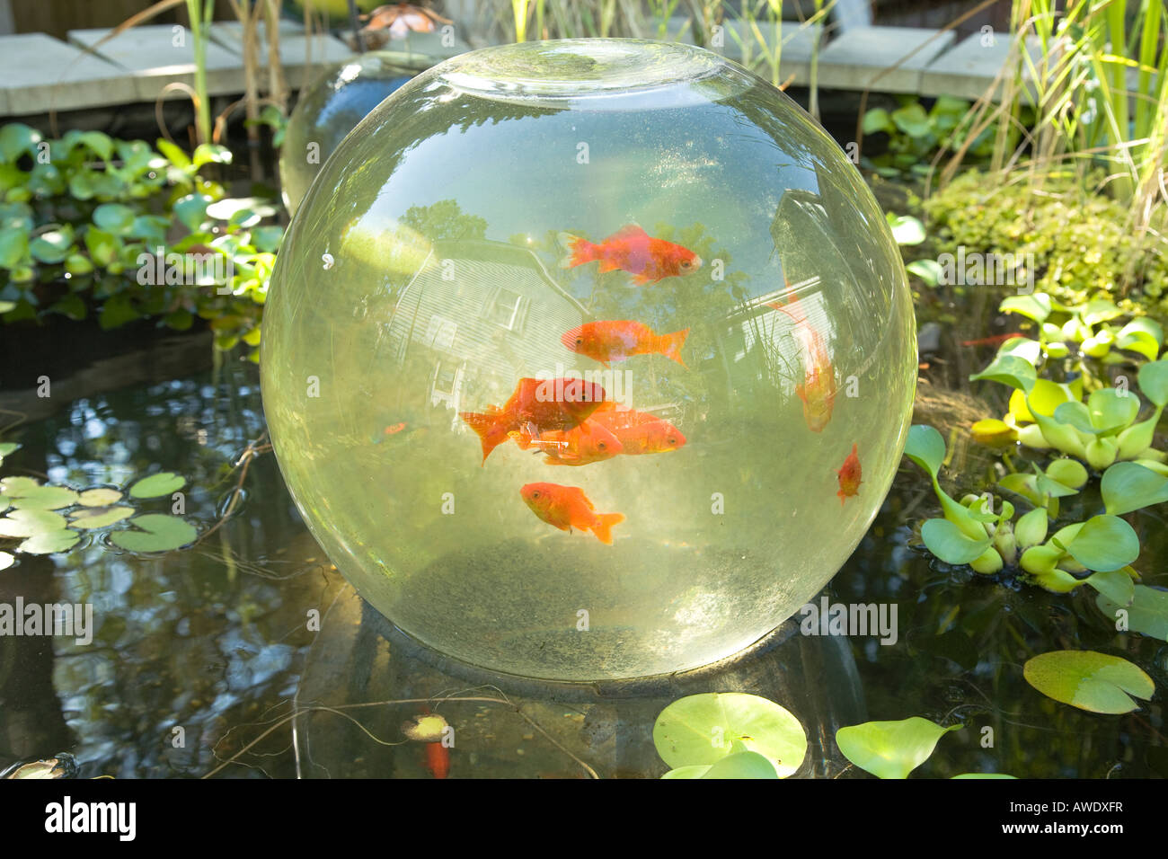 ILLINOIS Long Grove Goldfish swimming in glass globe in garden setting ...