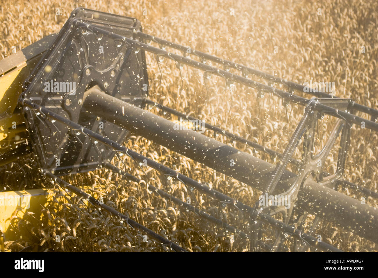 Reel of combine harvester in wheat Wiltshire England UK Stock Photo - Alamy