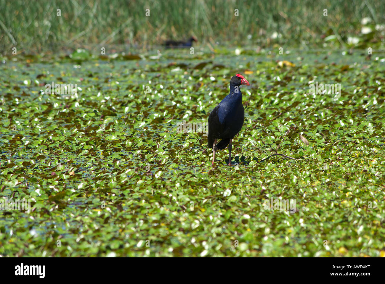 a water hen walks amongst the lilypads Stock Photo - Alamy