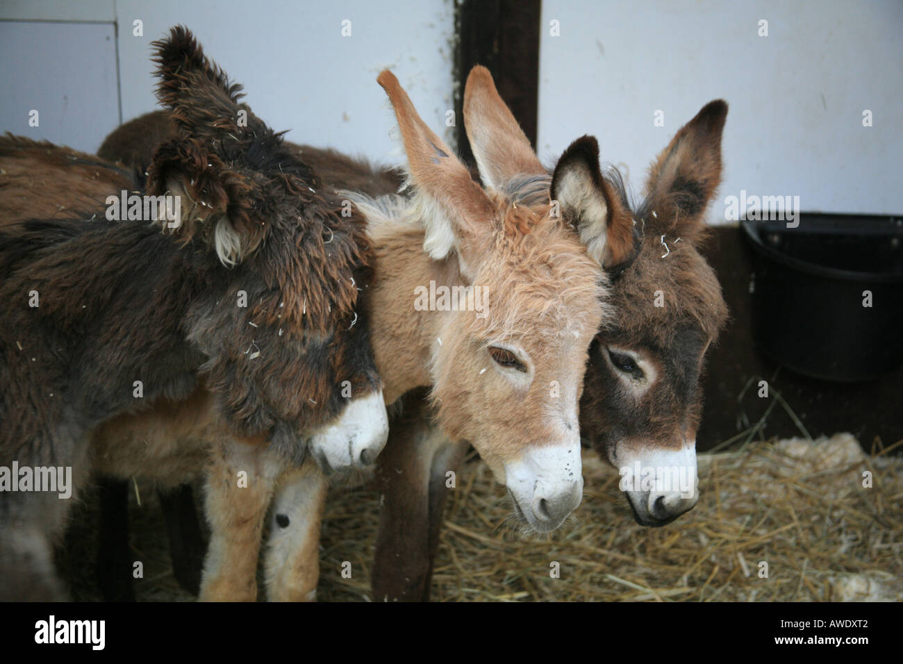 Three donkeys in a stable Stock Photo - Alamy