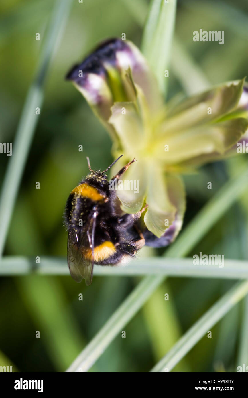 Bumble bee pollen hi-res stock photography and images - Alamy