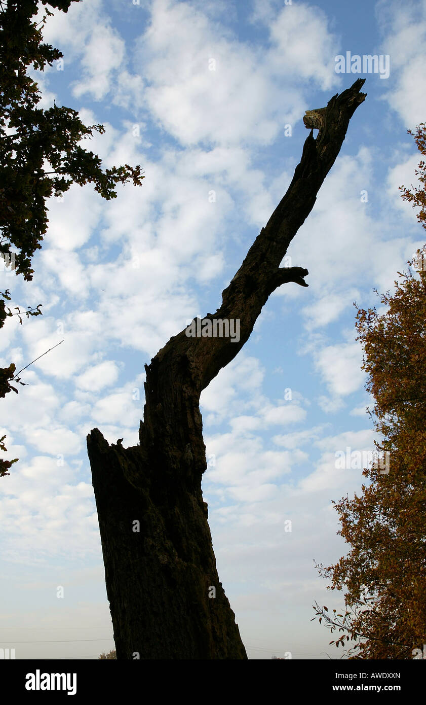 A Dead Chesnut tree silhouette against the sky Stock Photo - Alamy
