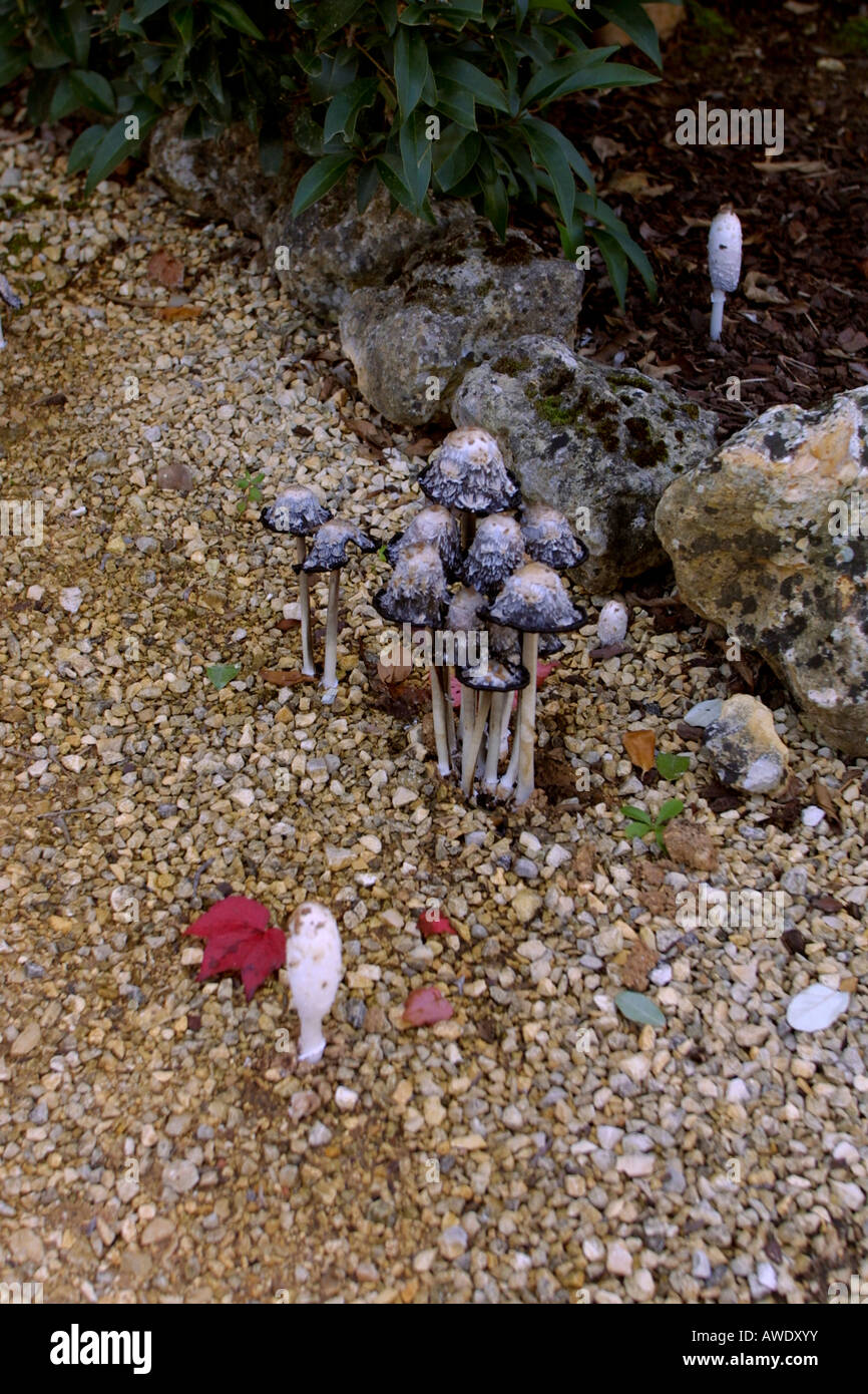 wild mushroom Coprin chevelus Coprinus Coprinus insignis eatable ...