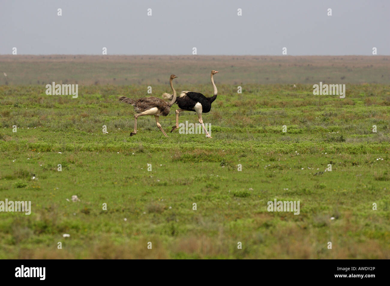 Ostrich racing hi-res stock photography and images - Alamy