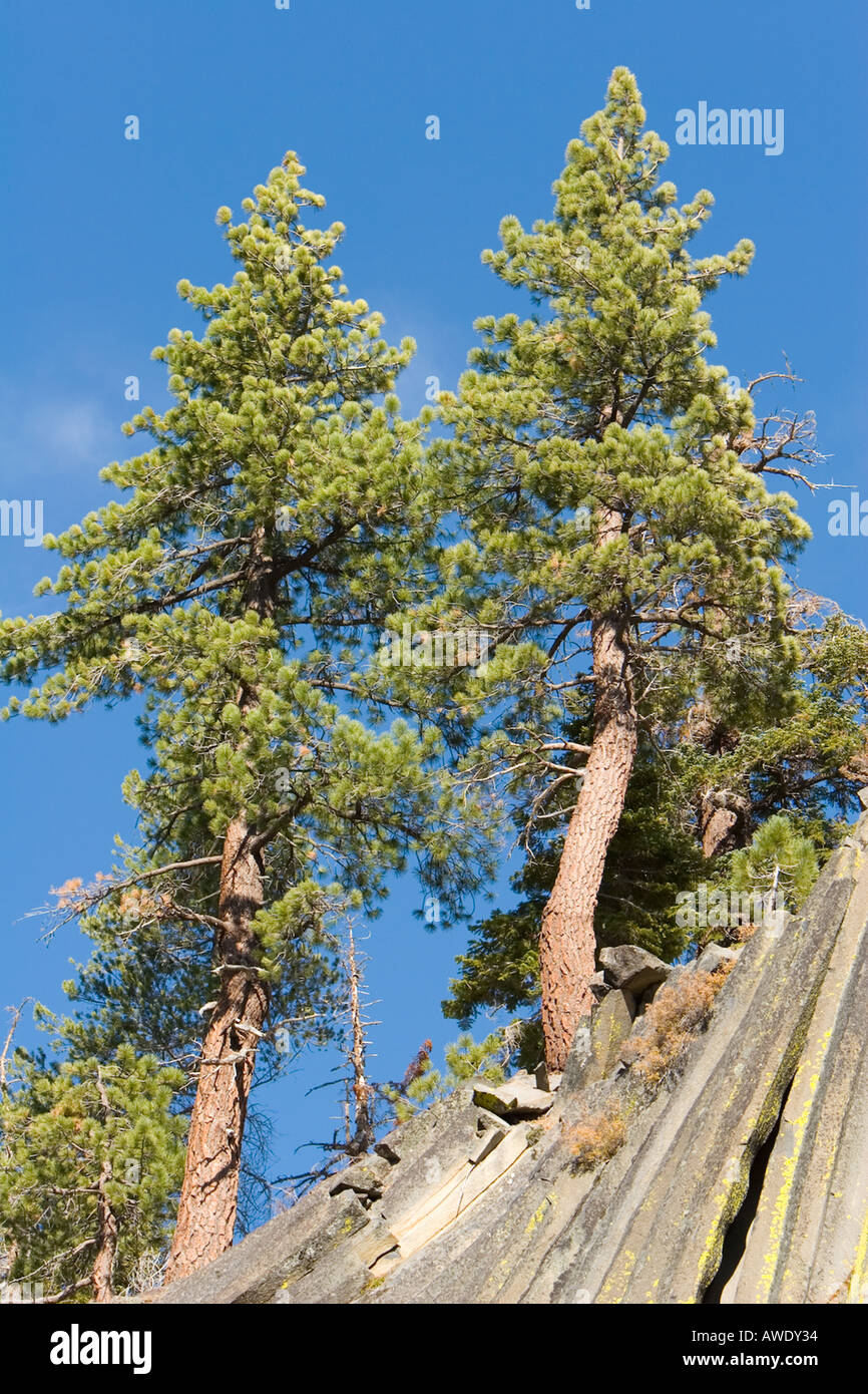 Two Pines -- Basalt Towers 3 Stock Photo - Alamy