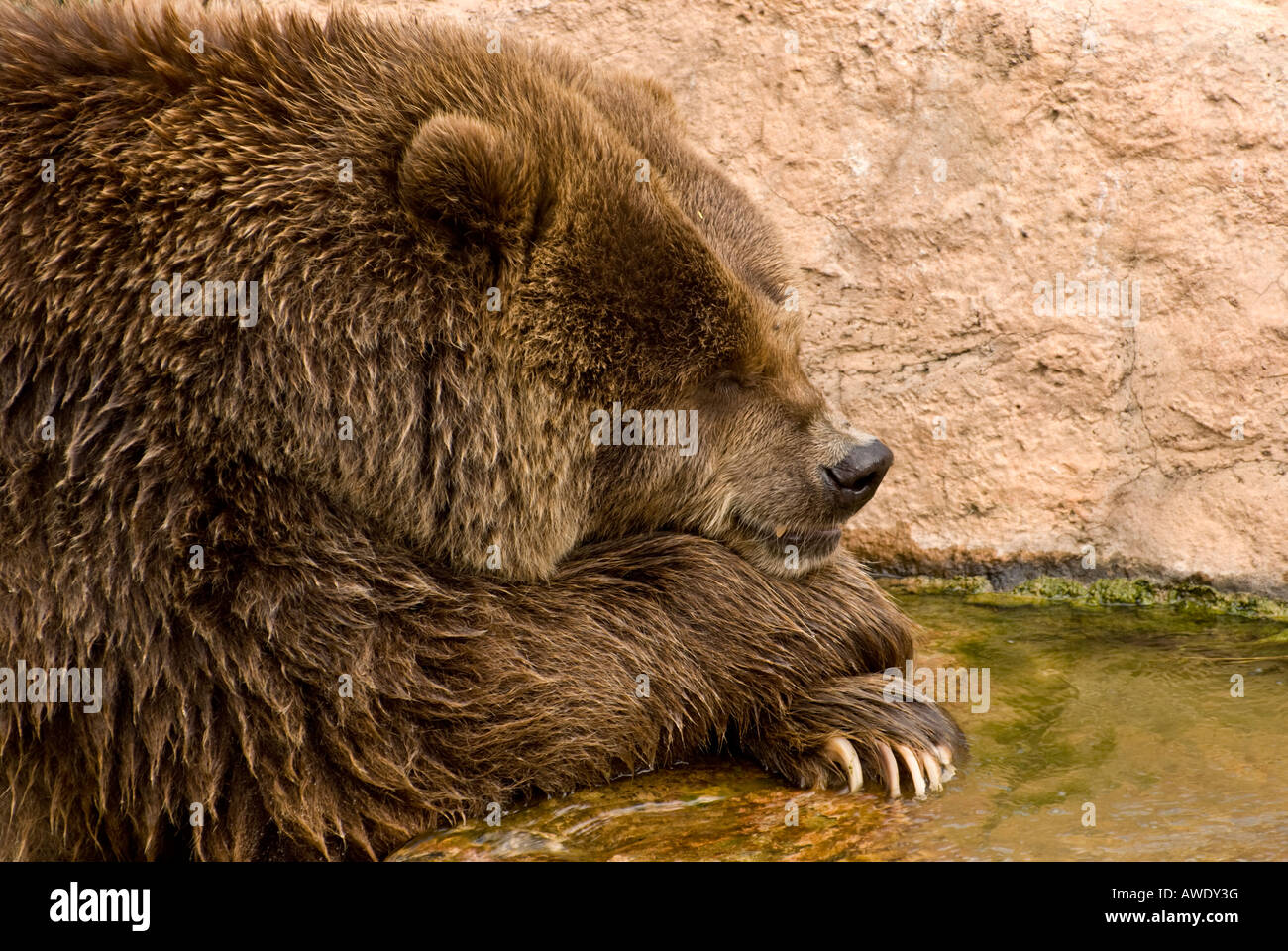 Kodiak Bear Looking Board Stock Photo Alamy kodiak-bear-looking-board-stock-photo-alamy