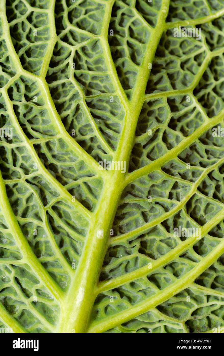Cabbage stem hi-res stock photography and images - Alamy