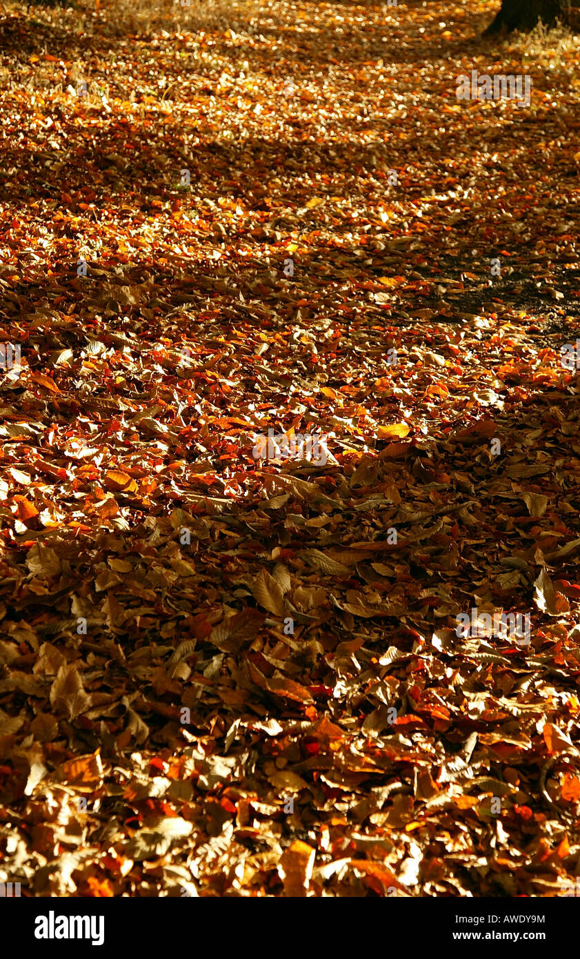 Fallen Beech and Chestnut leaves in Autumn Stock Photo - Alamy