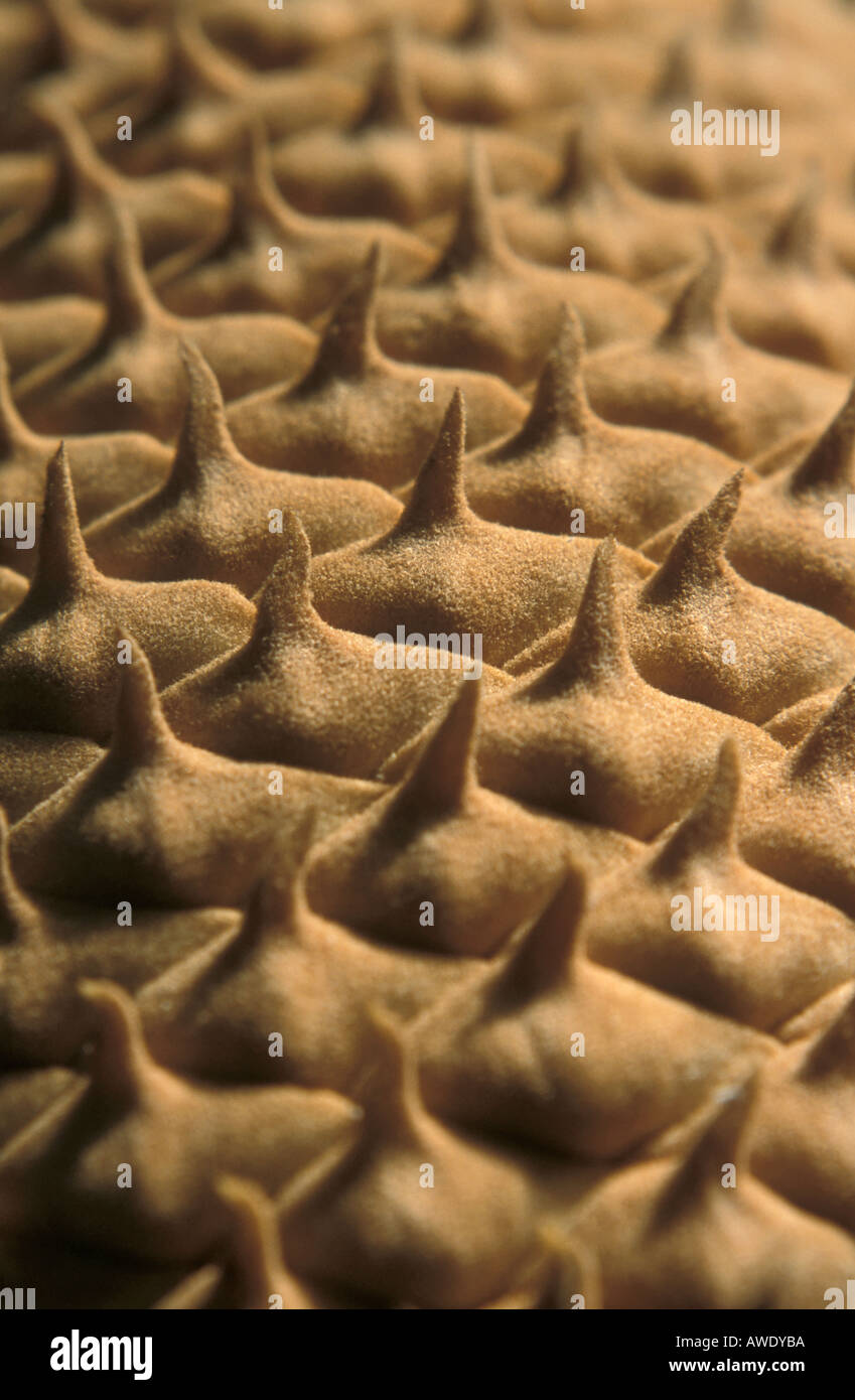 Cycas Rumphii (Bread Palm Stock Photo - Alamy