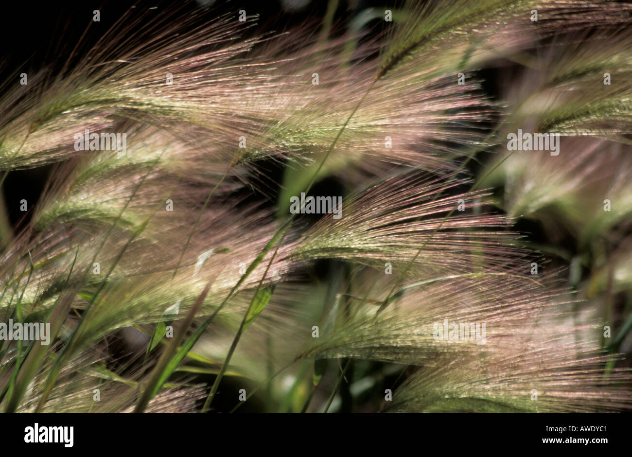 Hordeum Jubatum (Foxtail / Squirrel Tail Barley Stock Photo - Alamy