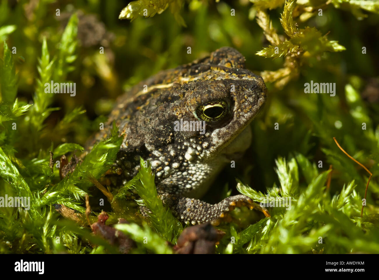 The oak toad, Anaxyrus quercicus, is in the Bufonidae family. It is ...