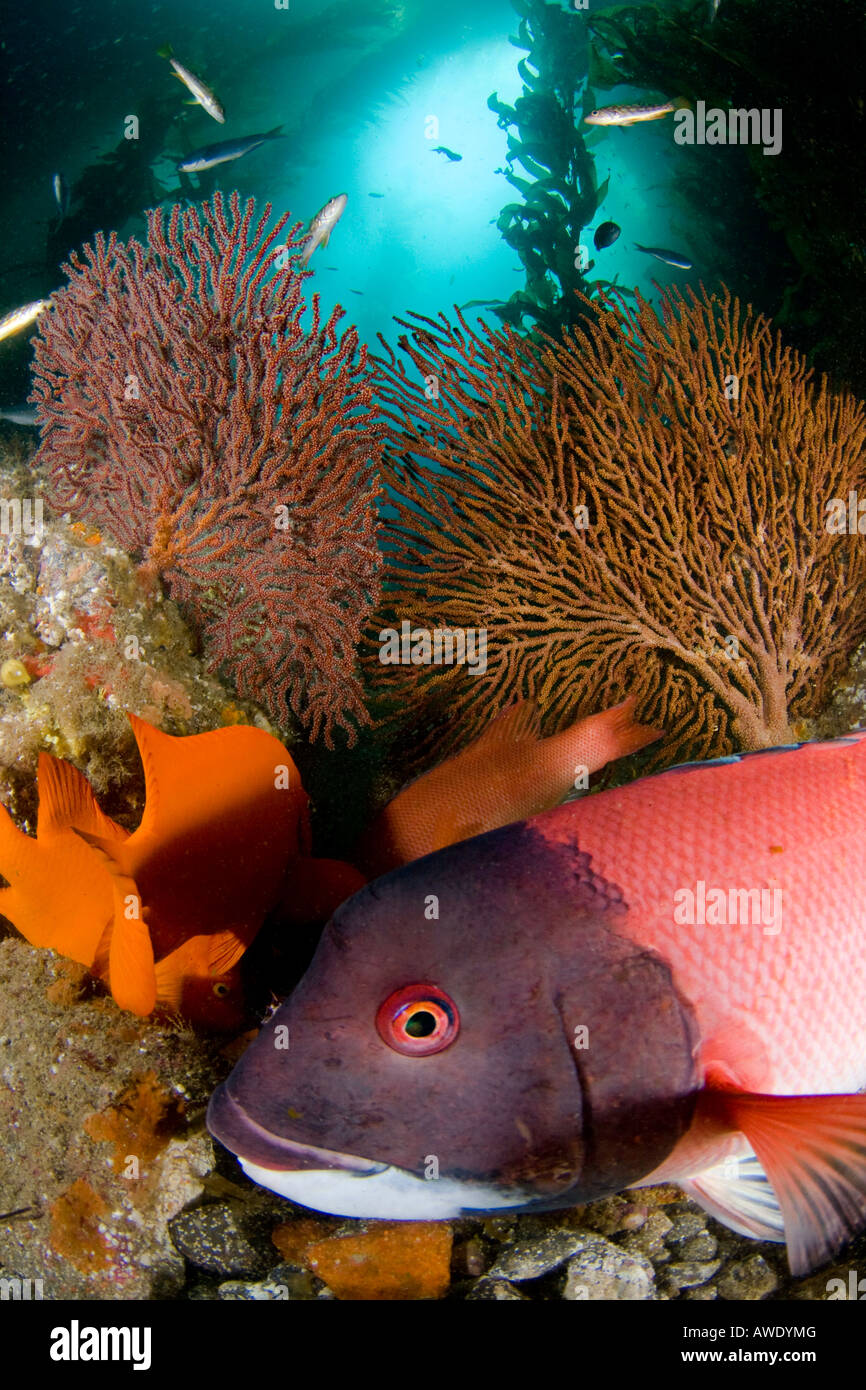 A large adult male sheephead and garibaldi are pictured in a forest of ...