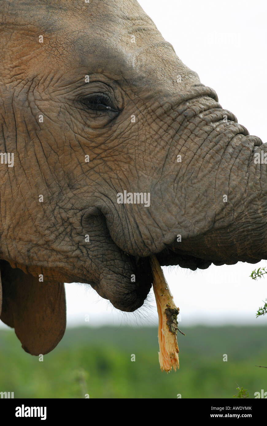 South Africa Addo Elephant park Stock Photo - Alamy