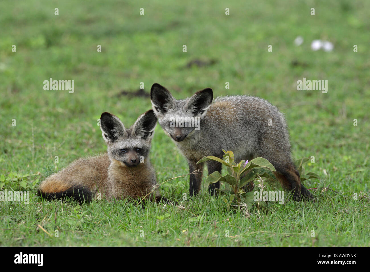Foxes mating hi-res stock photography and images - Alamy