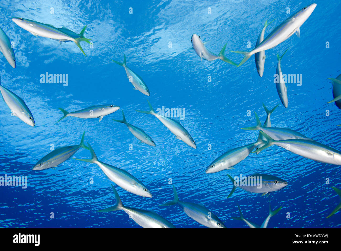 Rainbow runner hi-res stock photography and images - Alamy