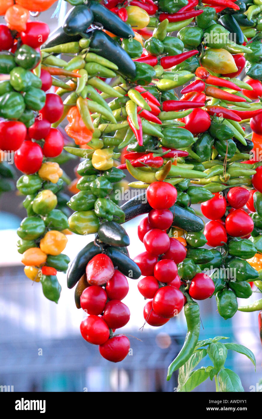 Peppers hanging in Jean Talon market Montreal Quebec Canada Stock Photo ...