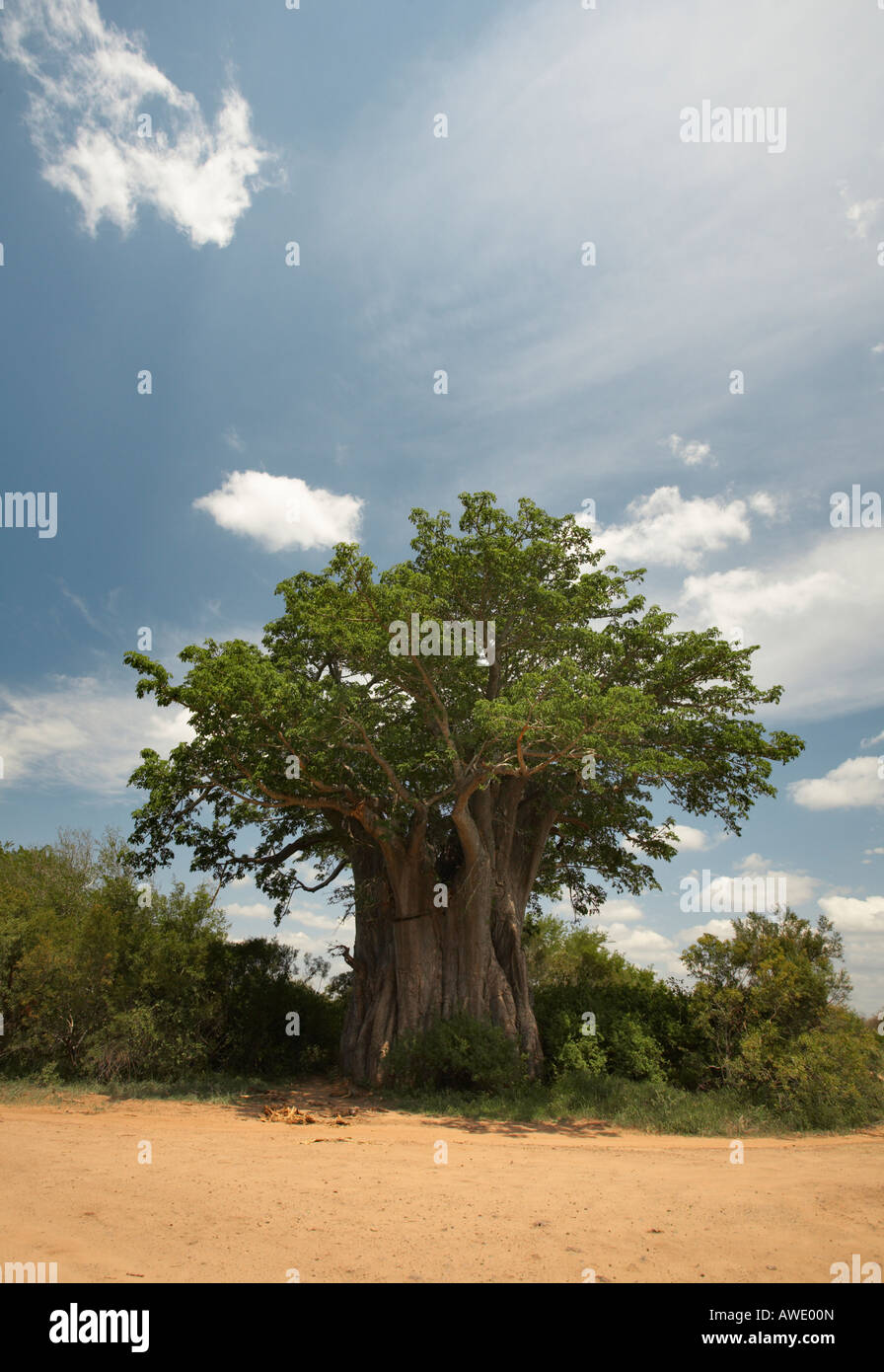 Baobab Tree (Adansonia digitata), South Africa Stock Photo - Alamy