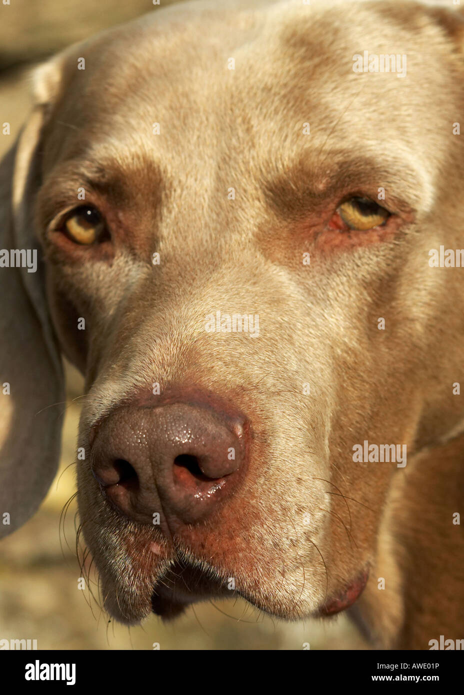 Weimaraner dog breed hi-res stock photography and images - Alamy