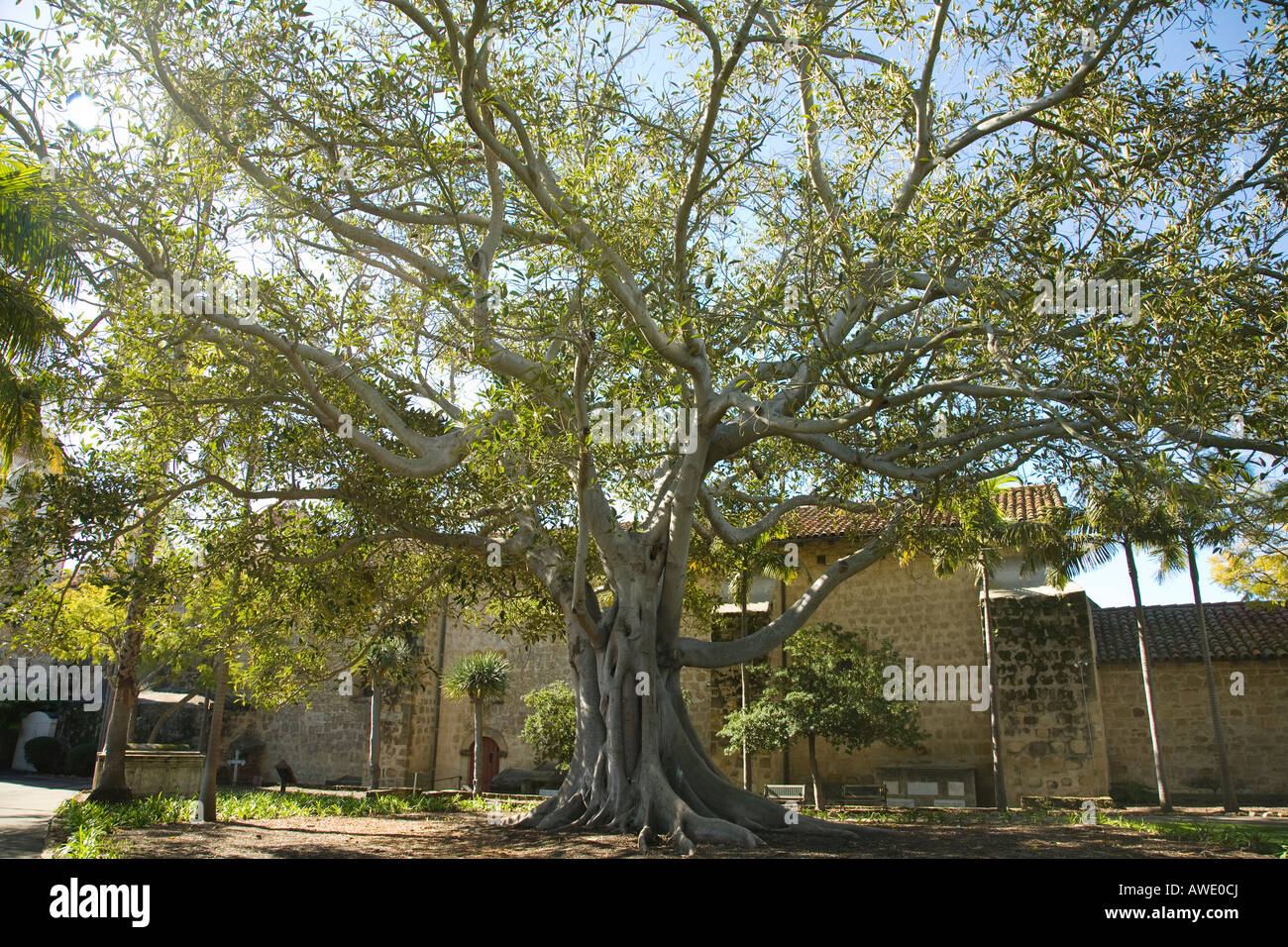 CALIFORNIA Santa Barbara Large fig tree in cemetery Mission Santa Barbara established by Padre ...