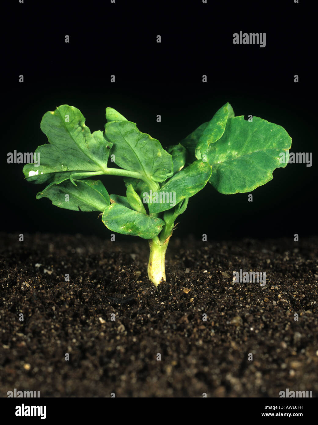 Seedling pea plant stunted by field thrips (Thrips angusticeps Stock ...