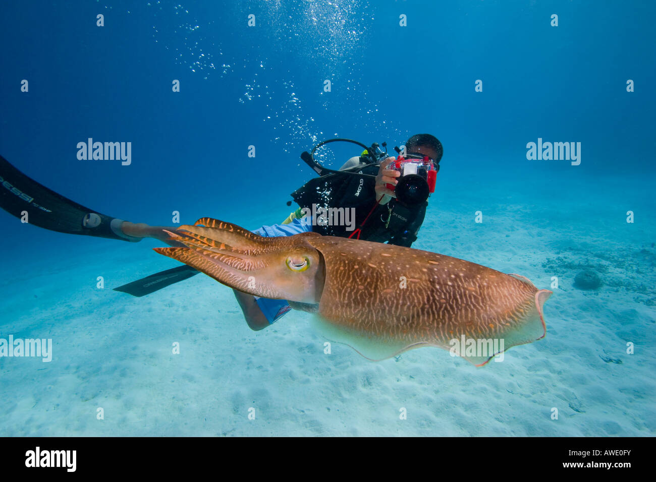 Female diver with cuttlefish hi-res stock photography and images - Alamy