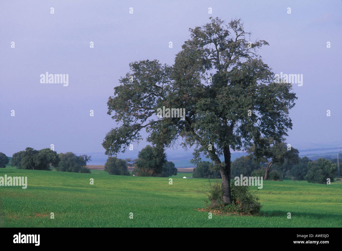 Single oak tree in a field Stock Photo - Alamy