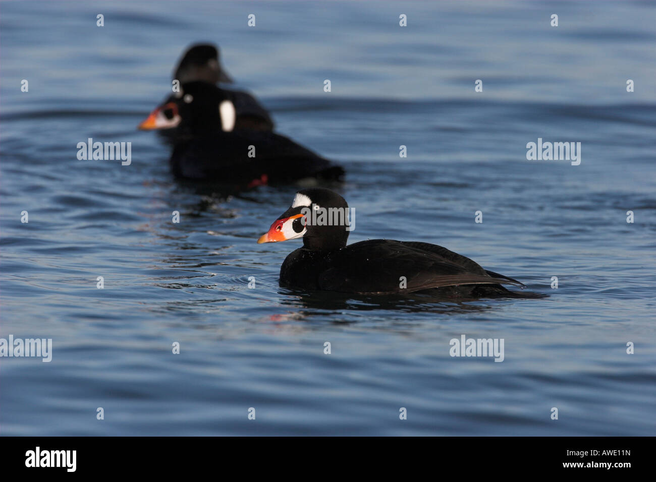 Surf scoter hi-res stock photography and images - Alamy