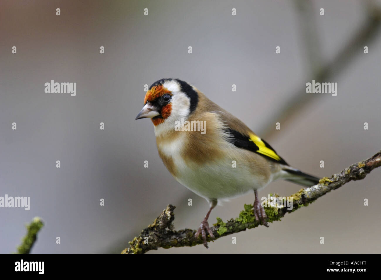 Stieglitz Distelfink Carduelis carduelis European Goldfinch Stock Photo ...