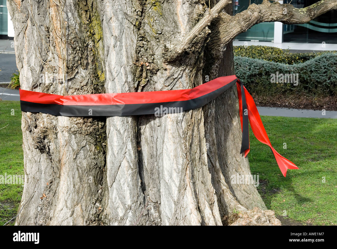 Riverside poplar trees wear Christchurch's red and black colours Stock ...