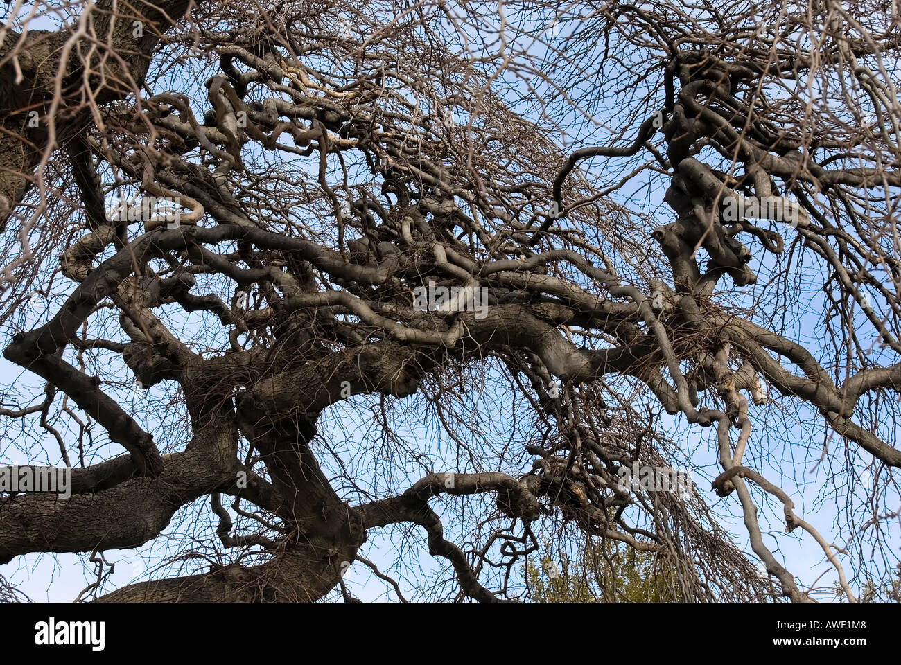 Contorted tree branches Stock Photo - Alamy