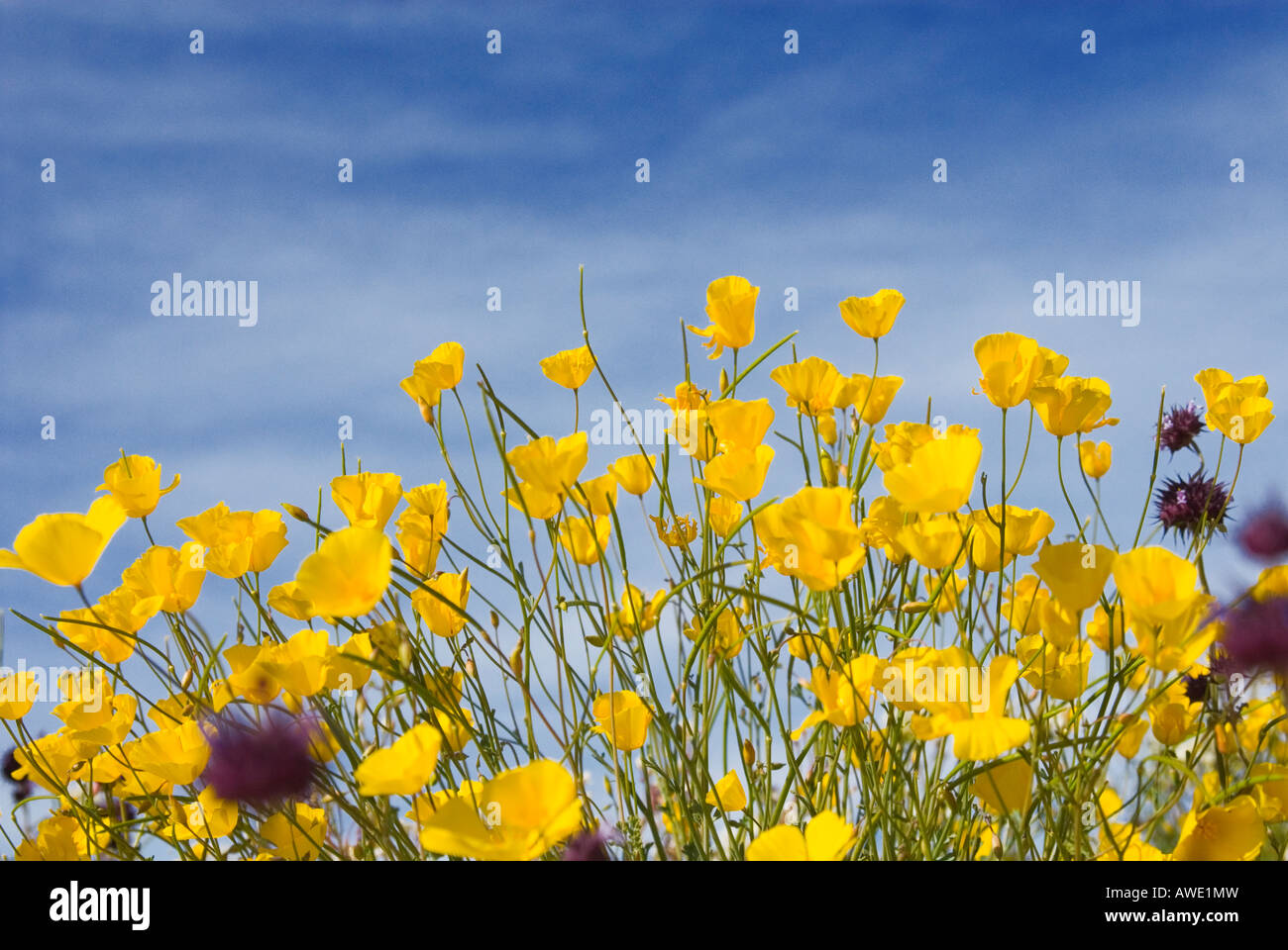 ARIZONA POPPY Kallstroemia grandiflora blooming in the high desert of ...
