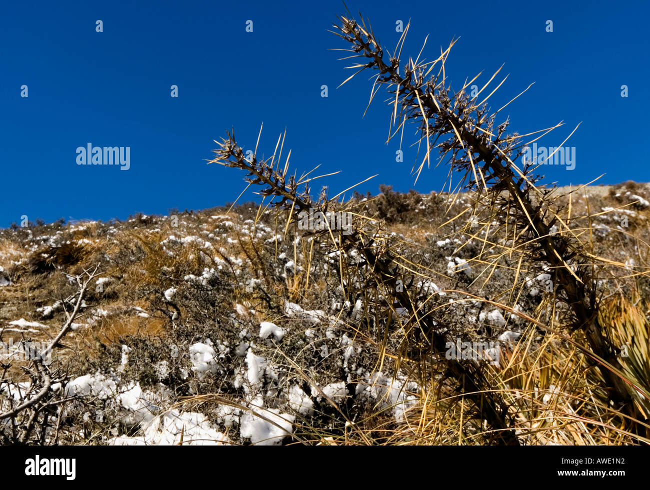 Wild Spaniard grass in winter spiky flower heads New Zealand Stock ...
