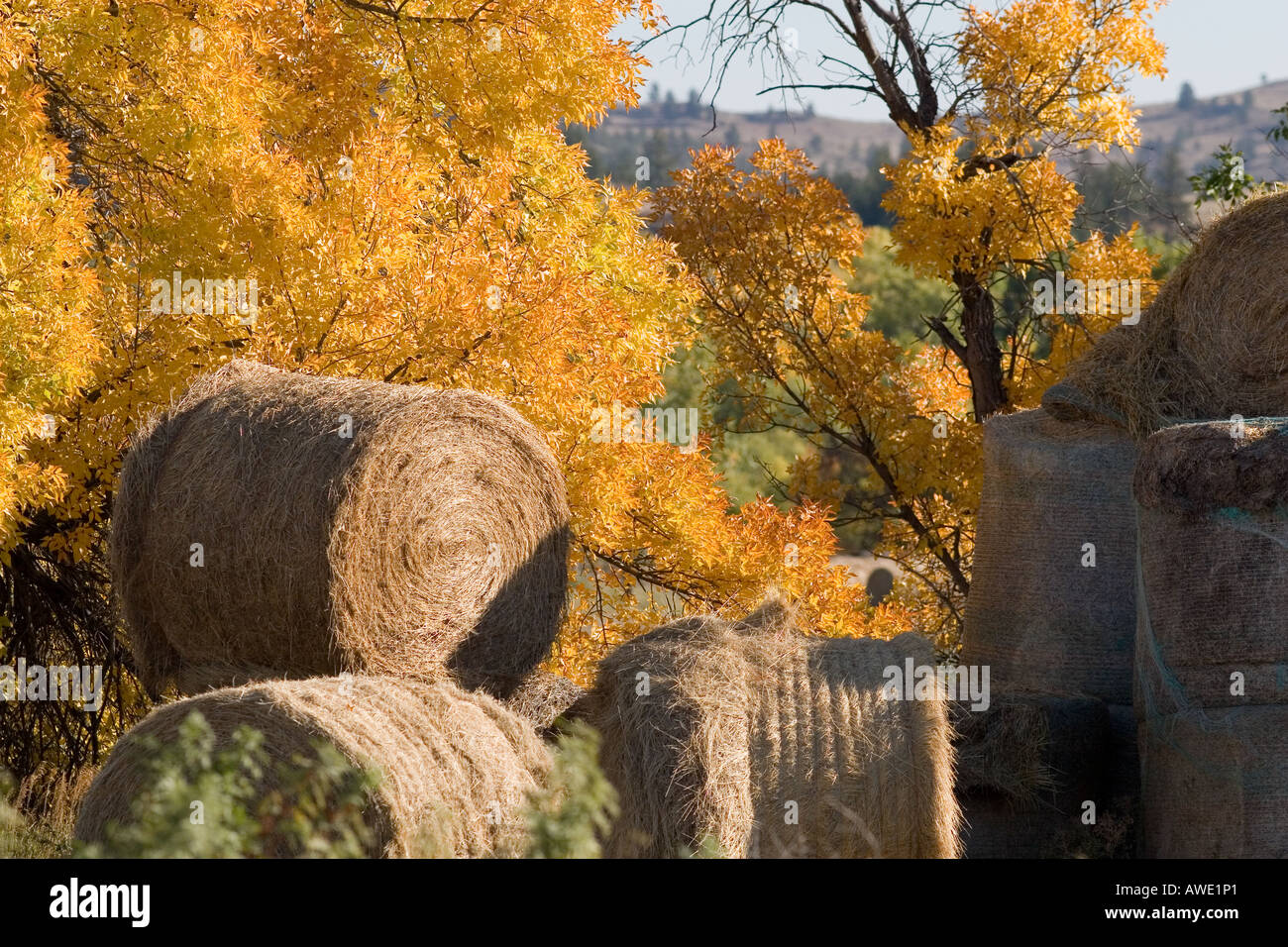 Hay Bales and Autumn Foliage, Montana Stock Photo - Alamy