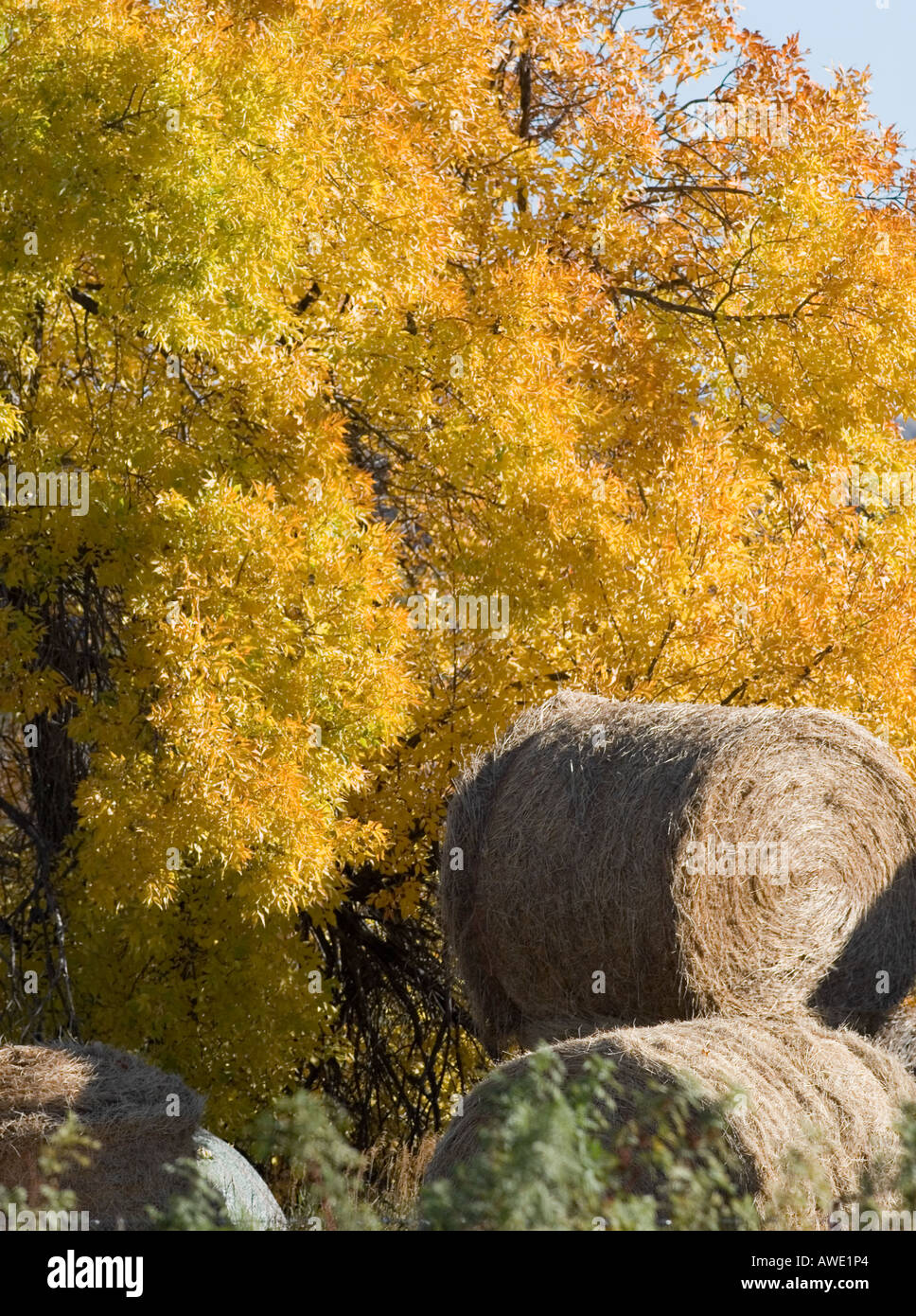 Hay Bales and Autumn Foliage, Montana Stock Photo - Alamy