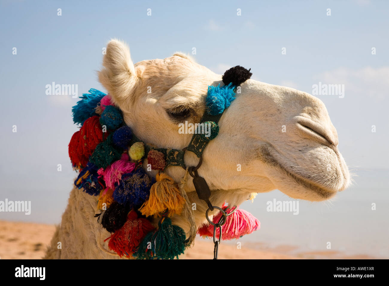 Camel's head with woollen coloured decoration Stock Photo - Alamy