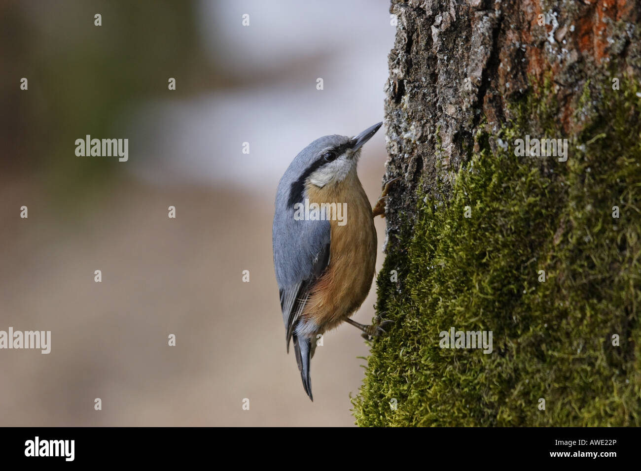 Kleiber sitta europaea sittidae Stock Photo - Alamy