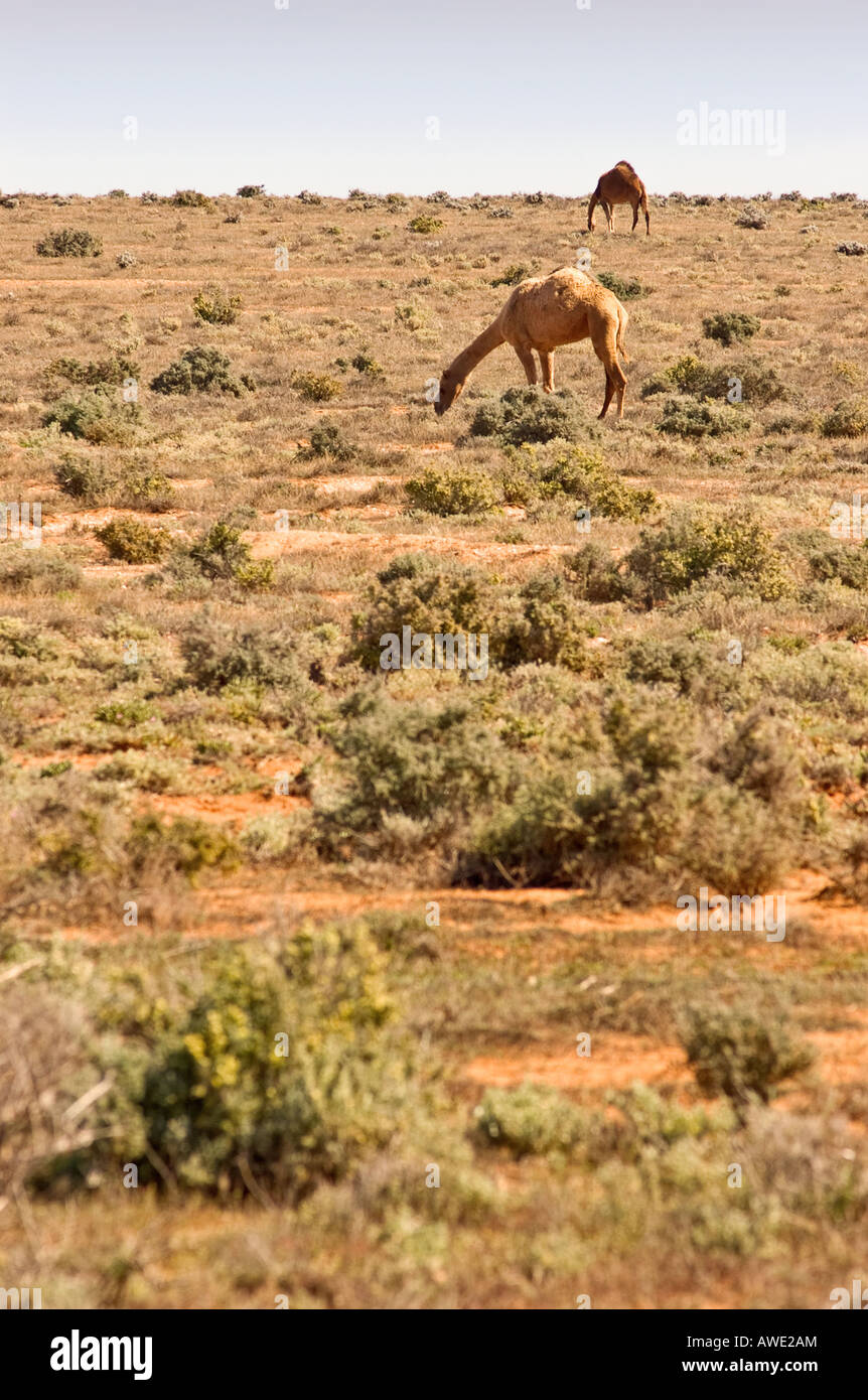camels grazing on the saltbush in the desert Stock Photo - Alamy