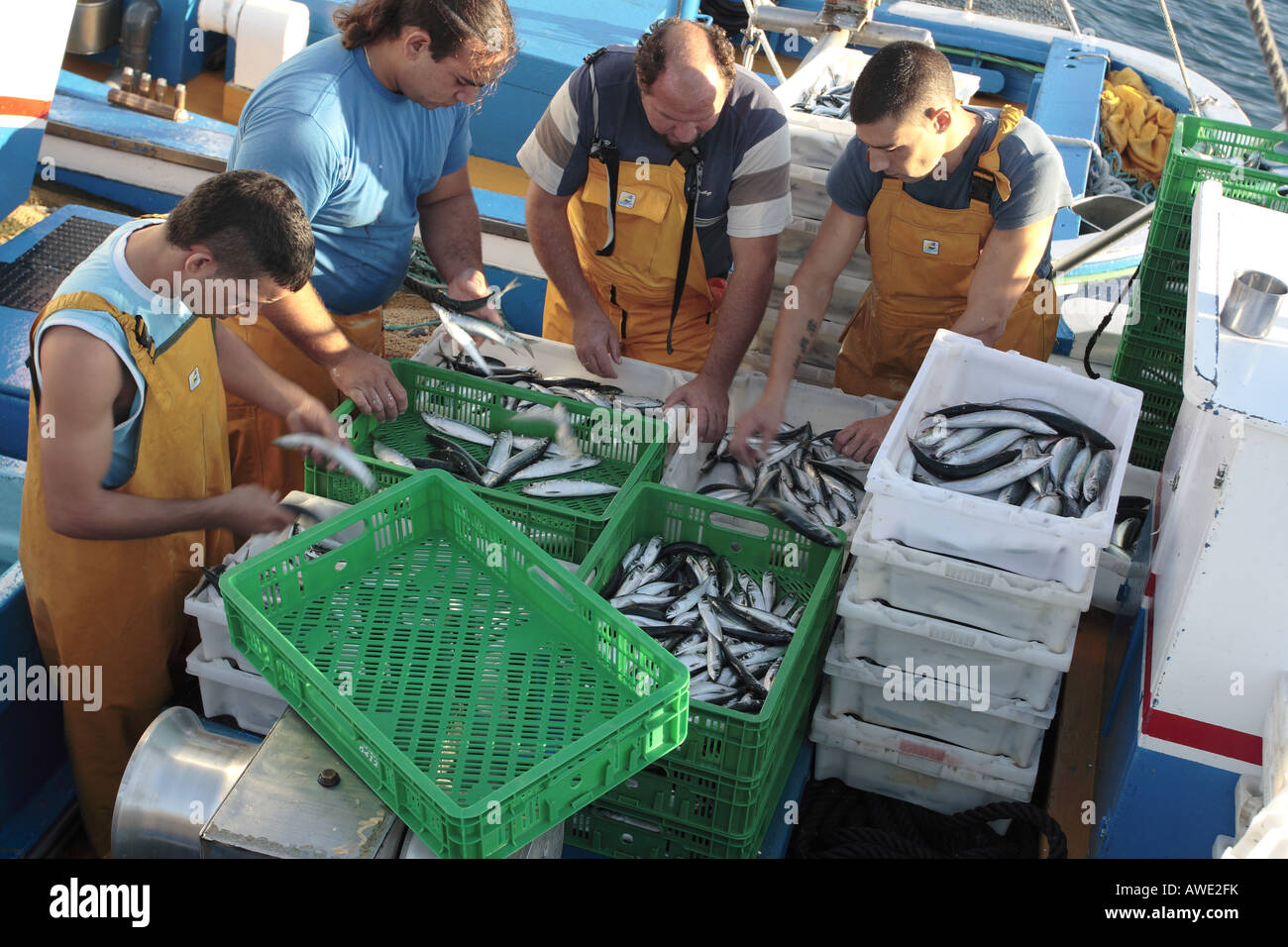 Sorting the catch by type of fish before unloading from the boat Stock ...