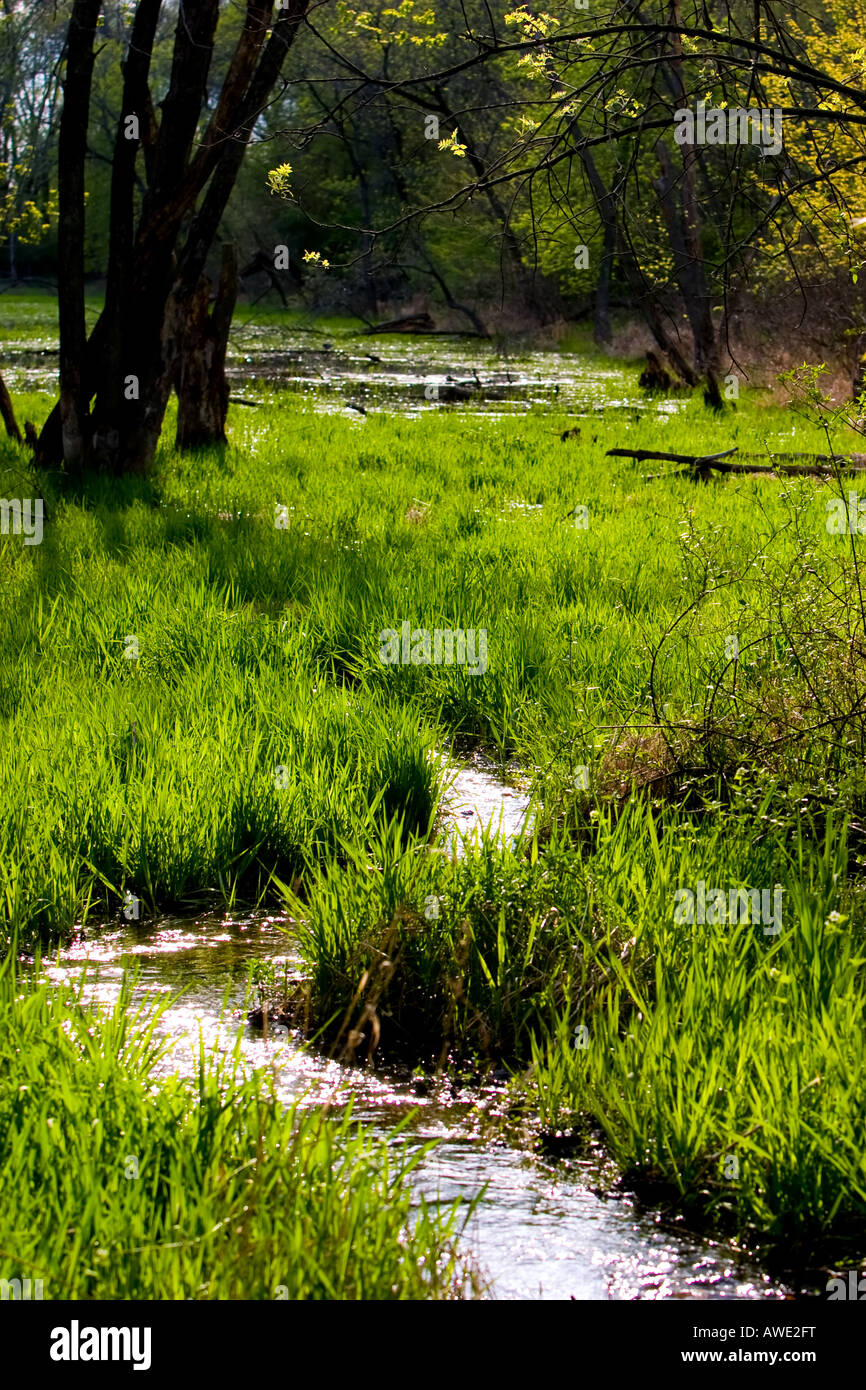 A small stream flows through a green meadow in the early spring Stock ...