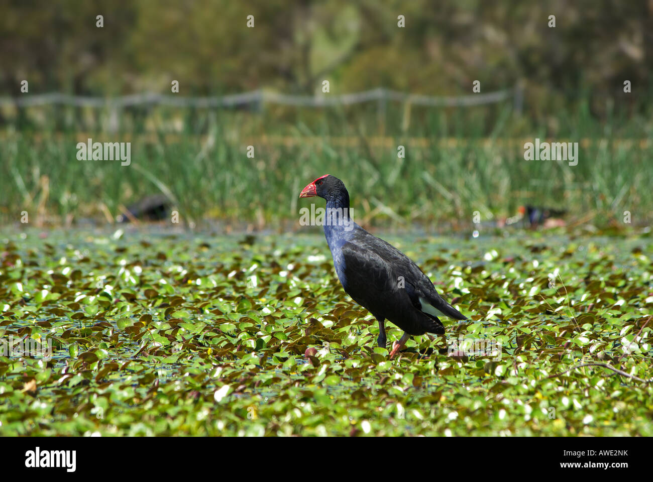 a water hen walks amongst the lilypads Stock Photo - Alamy