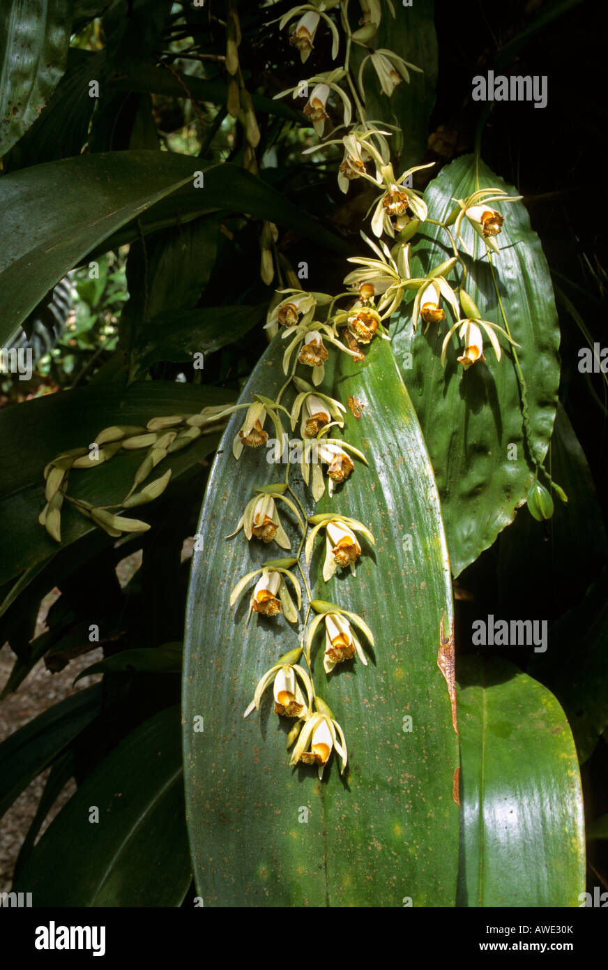 Rainforest Orchid, Coelogyne sp. Poring Hot Springs, Sabah, Malaysia ...