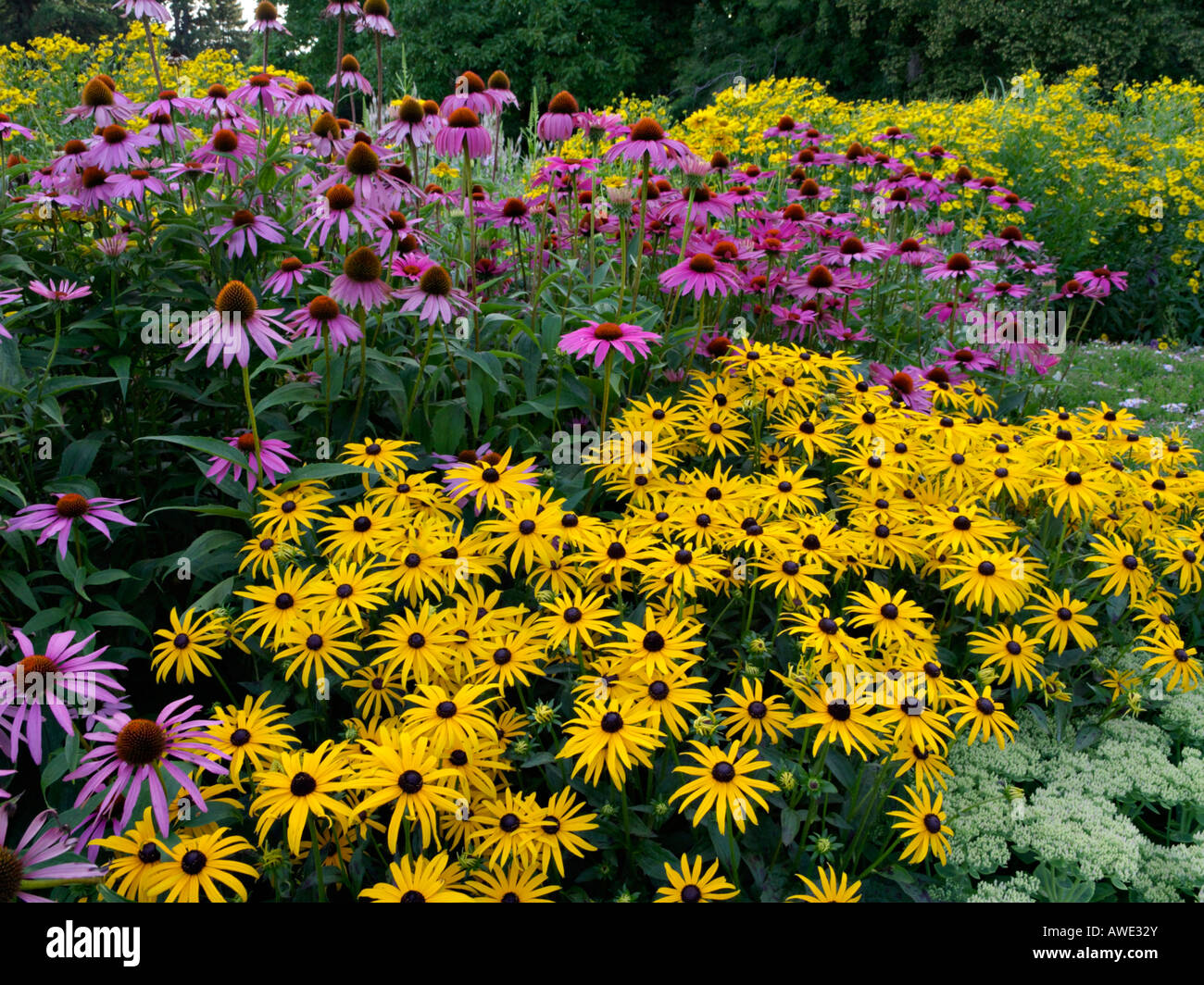 Orange cone flower (Rudbeckia fulgida) and cone flower (Echinacea Stock ...