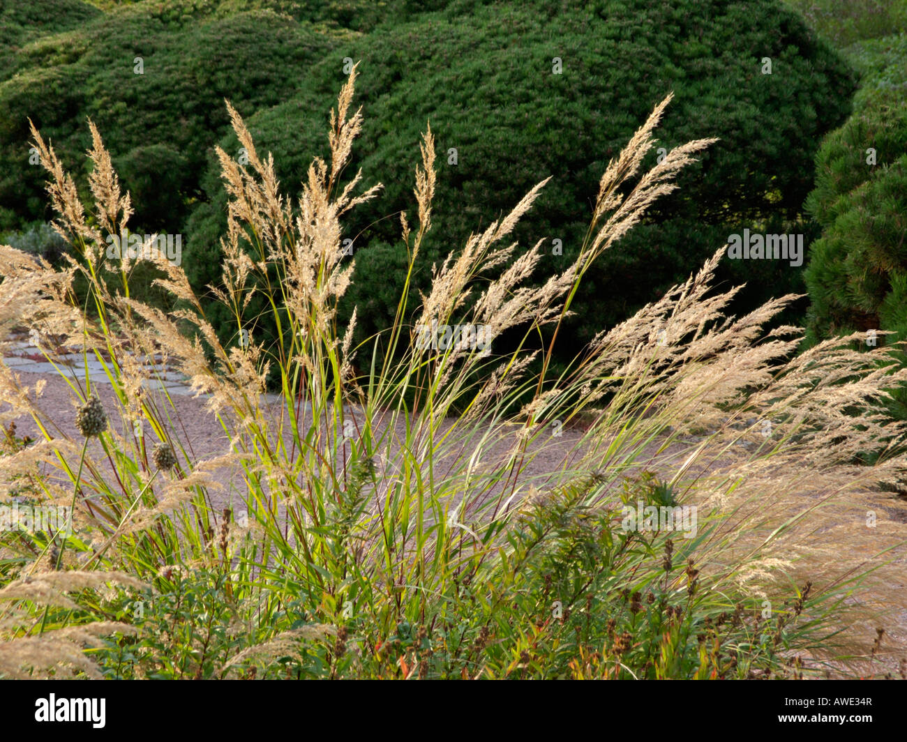 Feather grass (Stipa calamagrostis syn. Achnatherum calamagrostis Stock ...