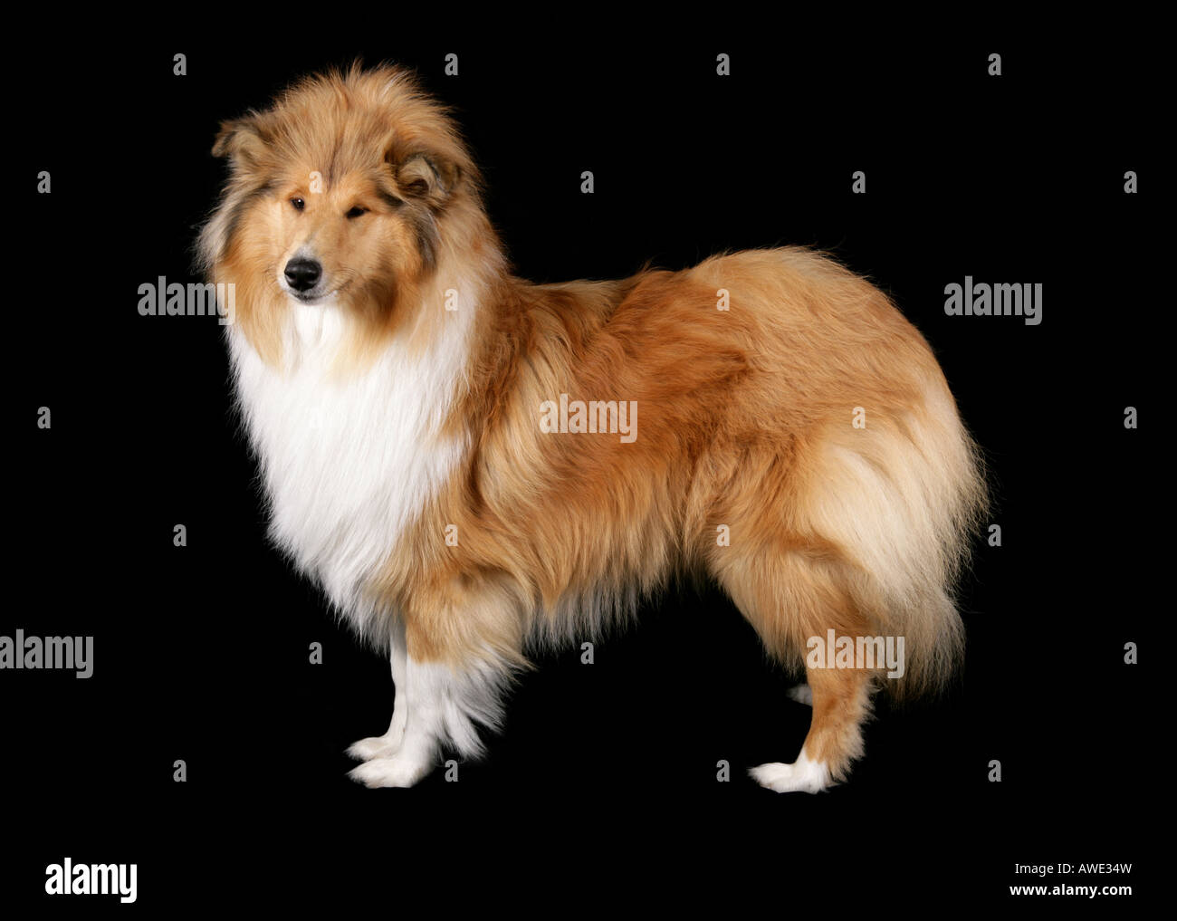 Shetland sheepdog and rough collie hi-res stock photography and images ...