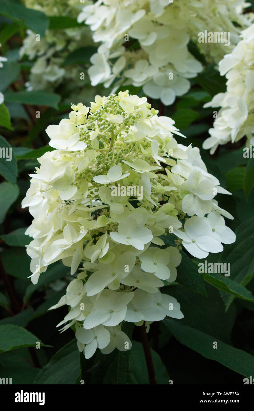 Hydrangea paniculata 'Unique' Stock Photo - Alamy