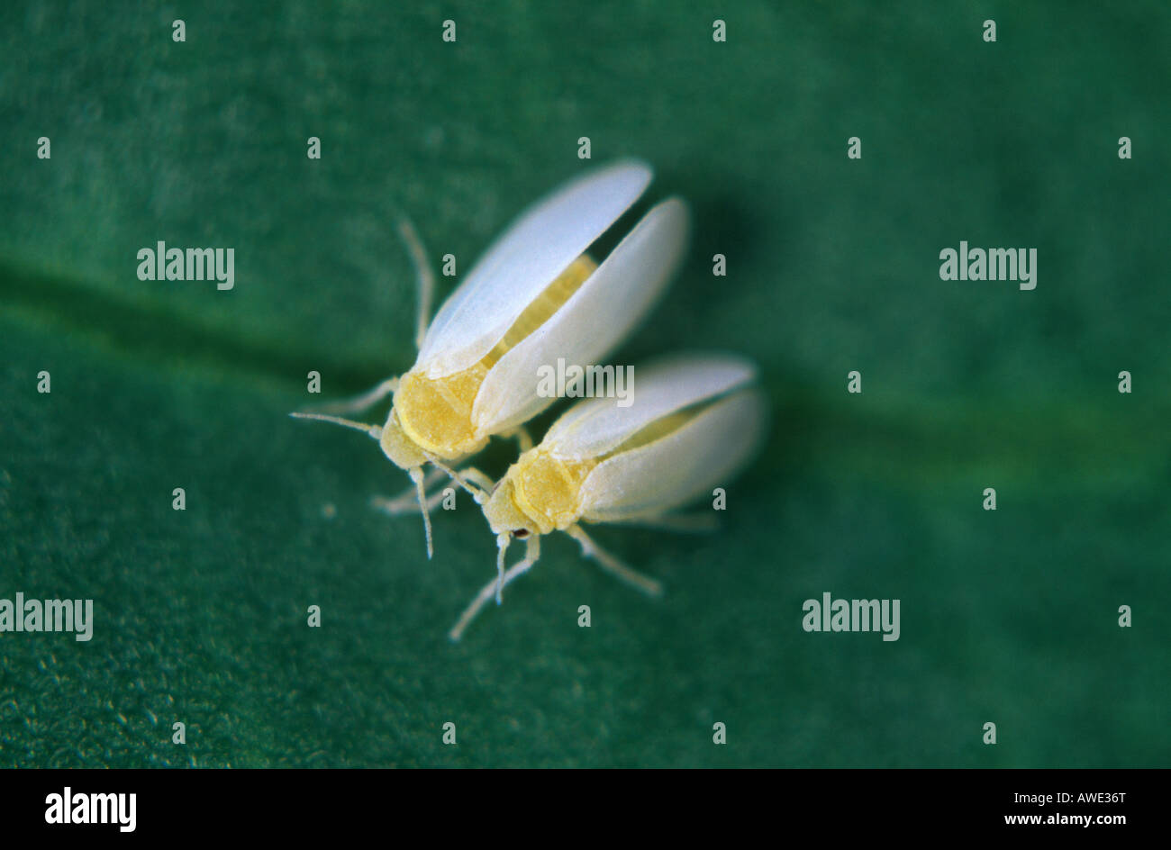 Whitefly hi-res stock photography and images - Alamy